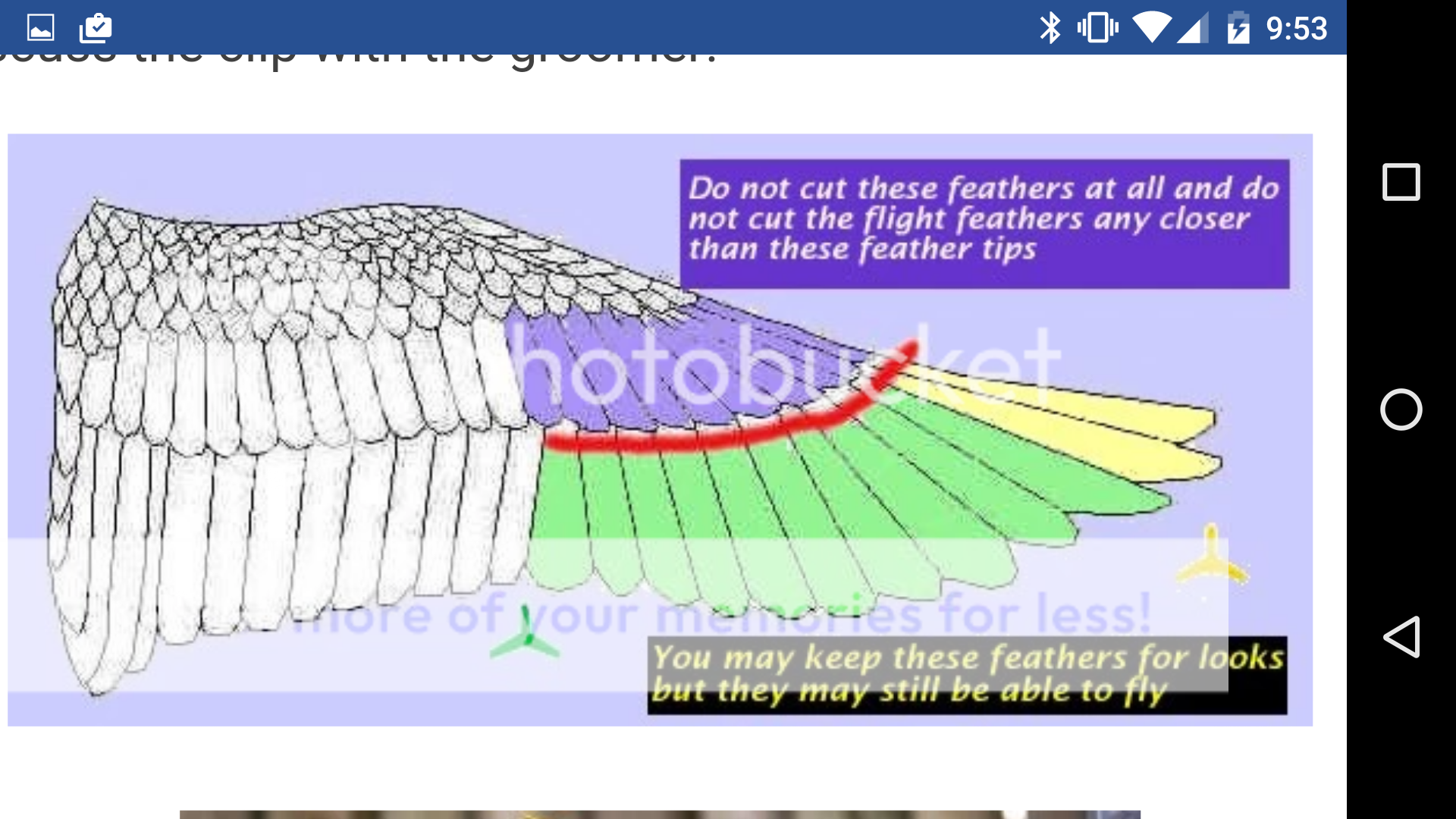 Wing Clipping at Home | Parrotlets Forum : TalkParrotlets